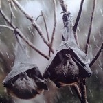 Where do bats go in the rain | Skymet Weather Services