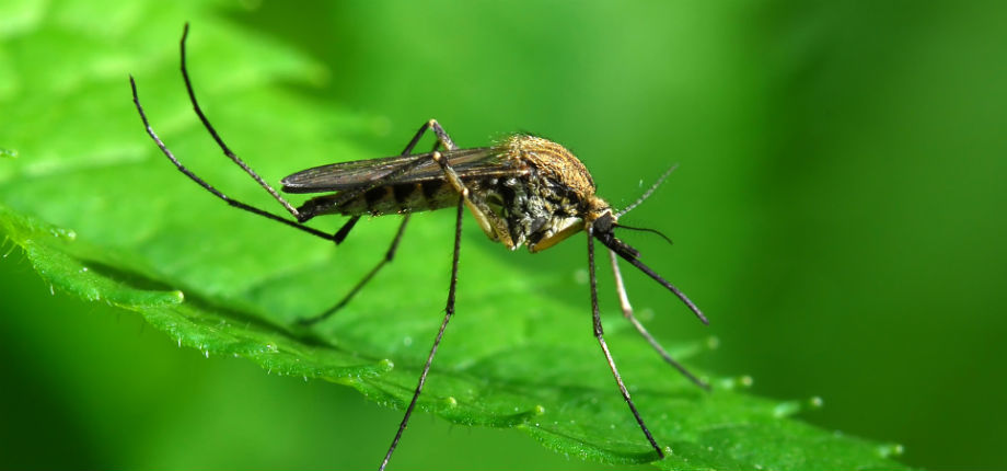 10 Reasons Why Mosquitoes are the Nastiest Creatures on Earth | Skymet ...