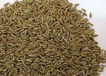 Jeera | Jeera sowing is in full swing in Gujarat and Rajasthan | Skymet ...