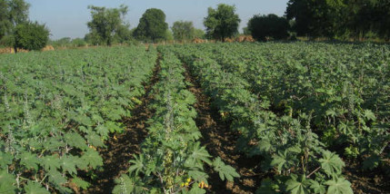 Good news for farmers growing castor crops in Gujarat | Skymet Weather ...