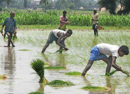 Maize crop in Bihar : Latest news and update on Maize crop in Bihar