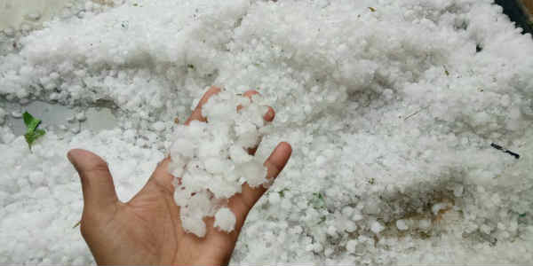 Vidarbha weather: Rain, hailstorm, strong winds damage crop in Washim, Akola, Nagpur, Buldhana ...