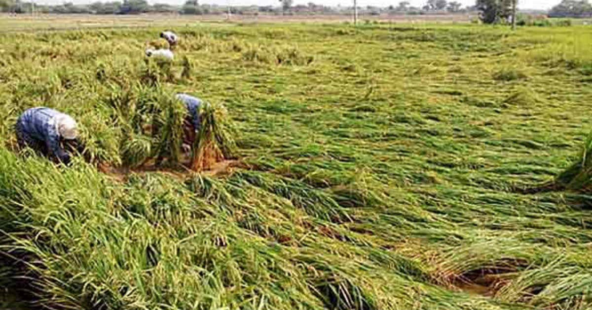 Heavy rains trigger massive Maize and Mango crop damage in Telangana ...