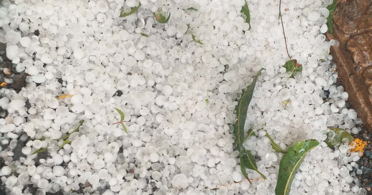 In Pictures: Rain, hailstorm in Madhya Pradesh damages crops | Skymet Weather Services
