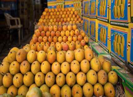 [Hindi ] Season of Mango: List Of Famous Mangoes during this summer ...